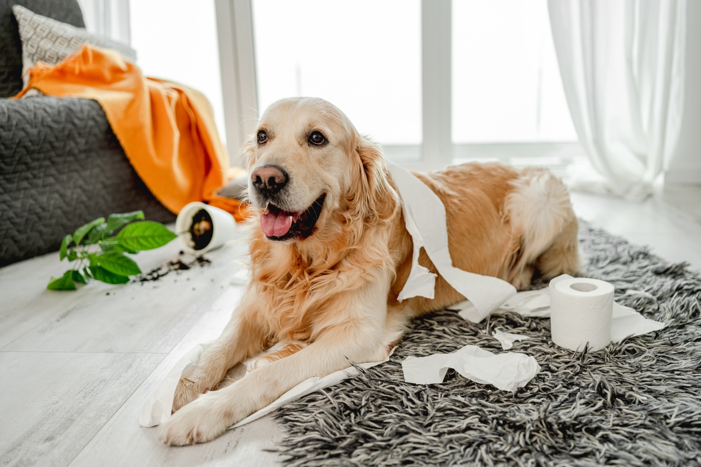 Does Renters Insurance Cover Pet Damage?